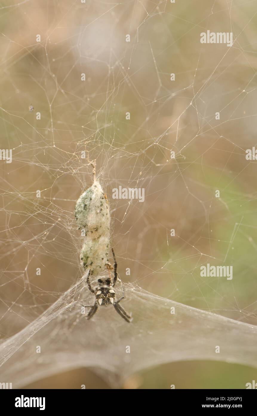 Tropical Tent web Spider Cyrtophora Citricola With Its Egg Sac Gran Tropical Tent web Spider Cyrtophora Citricola With Its Egg Sac Gran