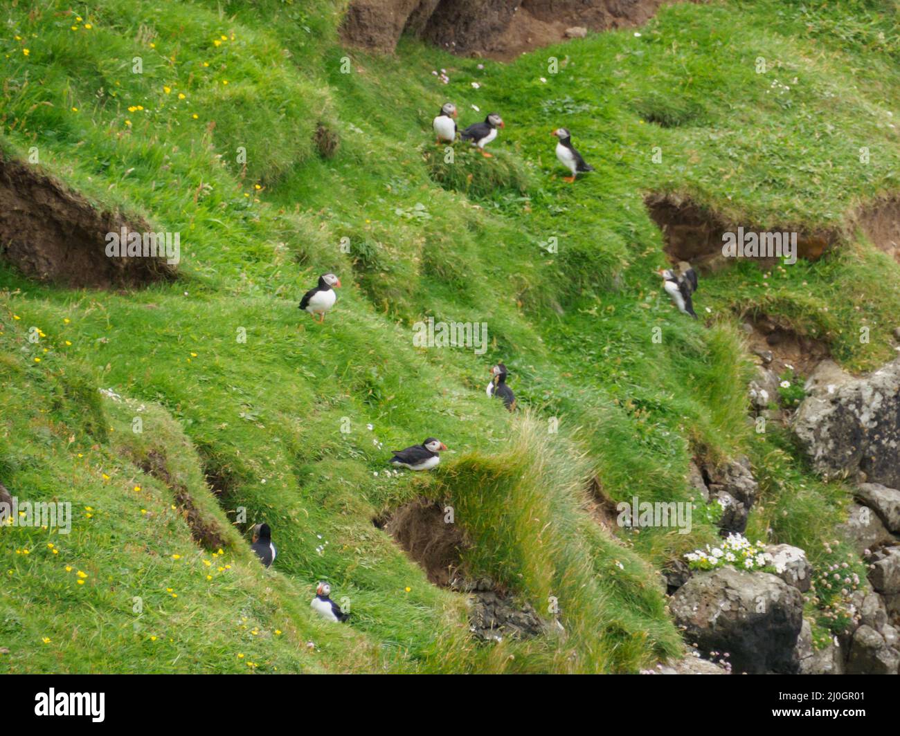 The Atlantic puffin (Fratercula arctica), also known as the common ...