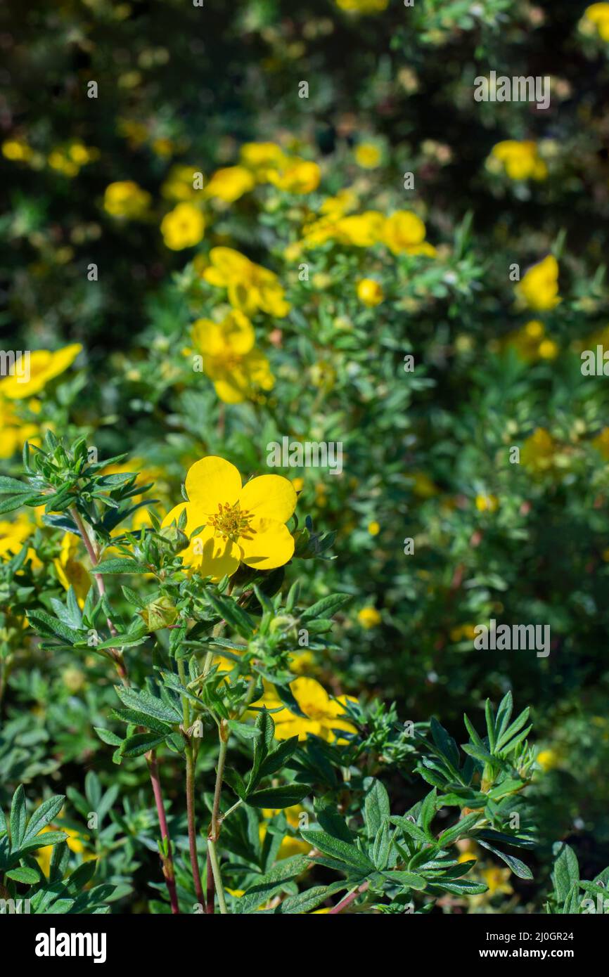 Cinquefoil vertical hi-res stock photography and images - Alamy