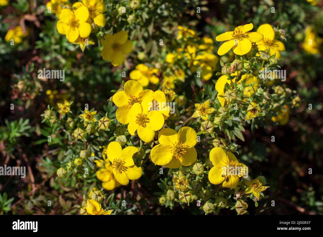 Yellow cinquefoil flower Potentilla blossom, bright sunny photo of ...