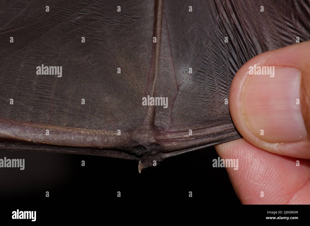 Showing the wing of a greater noctule bat Nyctalus lasiopterus. San ...