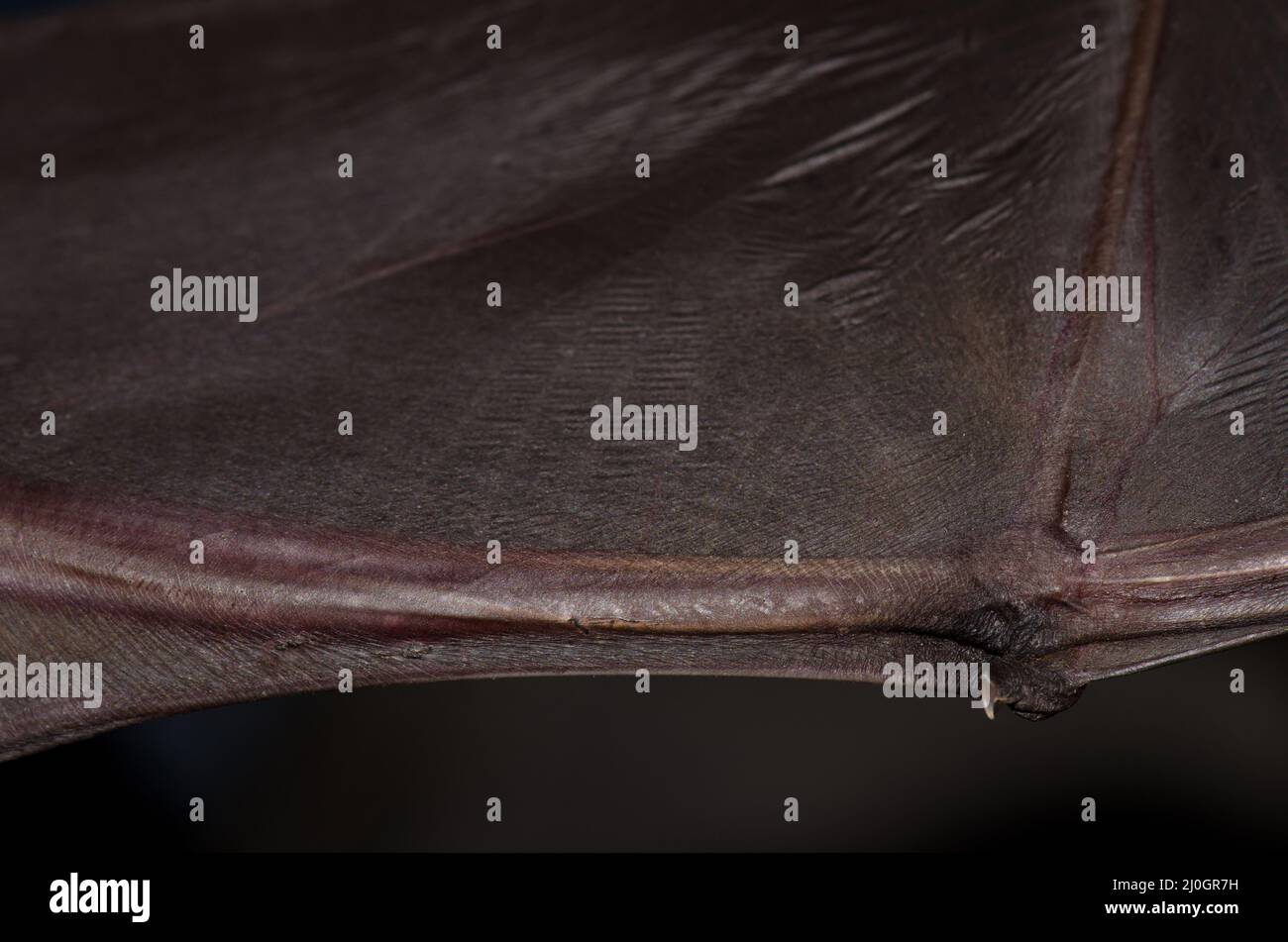 Wing of a greater noctule bat Nyctalus lasiopterus. San Bartolome de ...