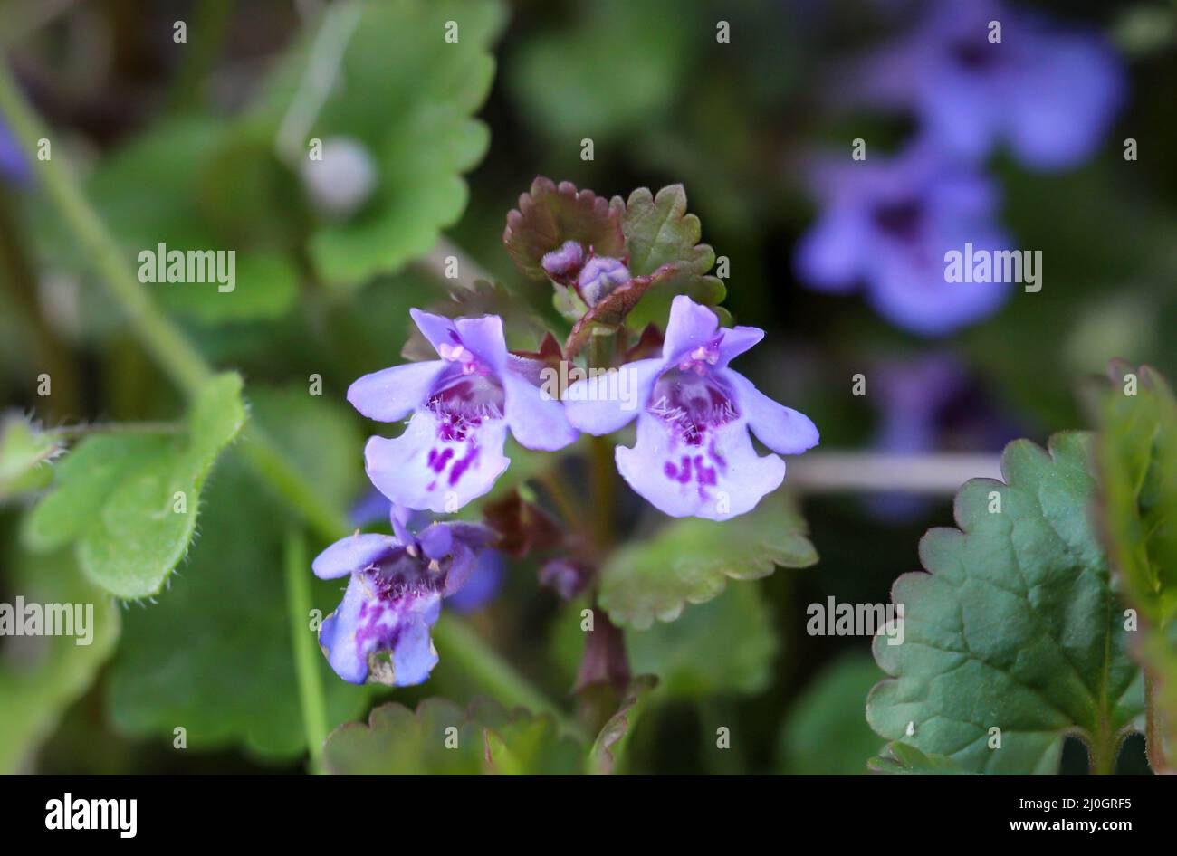 A close-up of the flowers of a Gundermann plant Stock Photo - Alamy