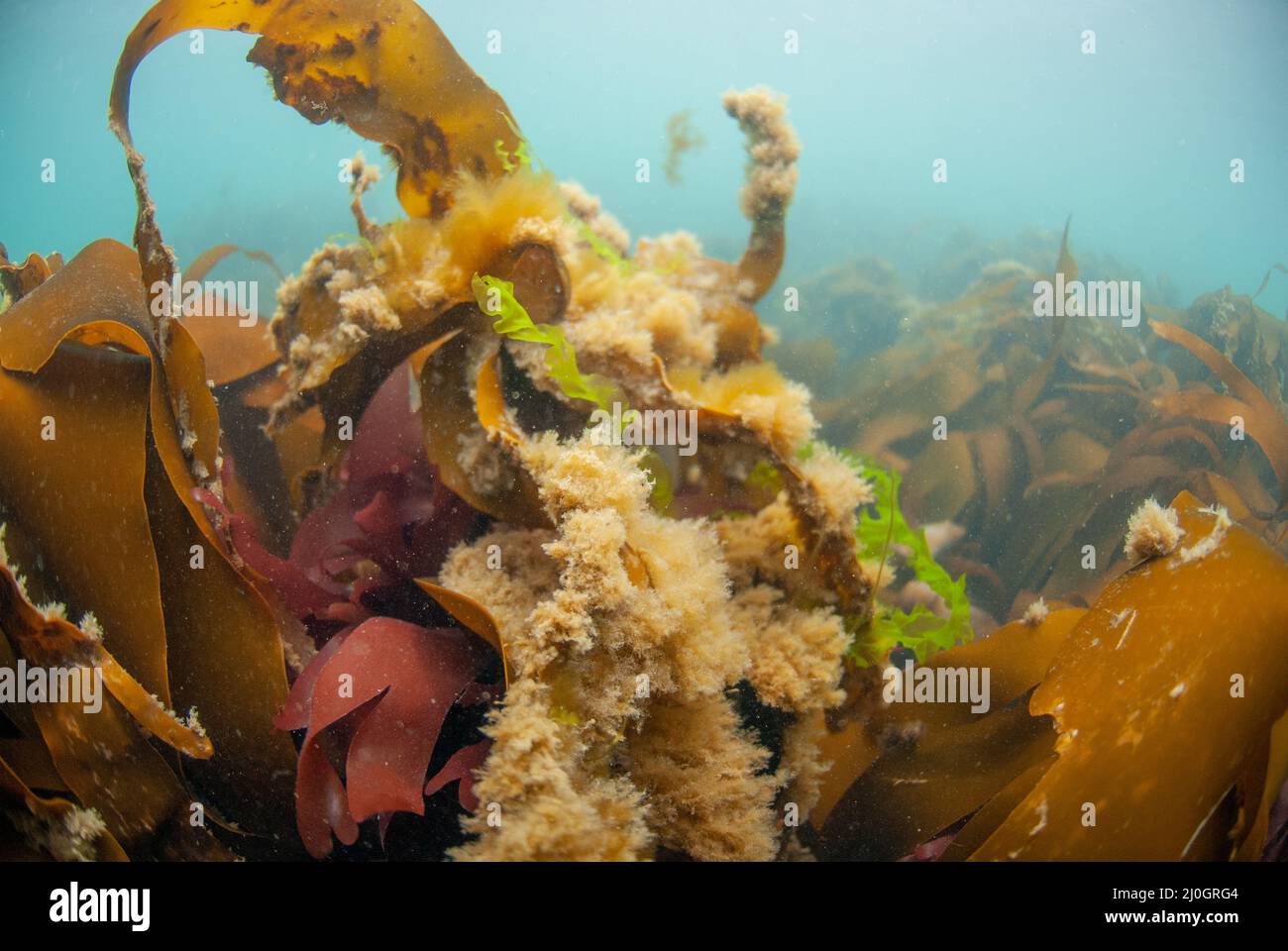 Underwater image of epiphytic white algae growing on kelp stipe ...