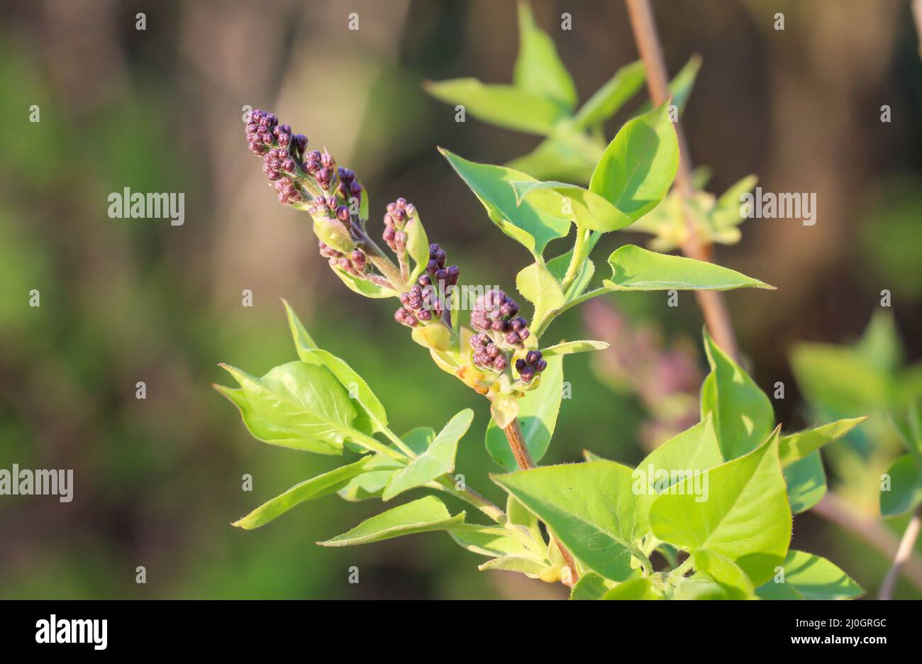 The purple, blue lilac sprouts its buds for flowering Stock Photo - Alamy