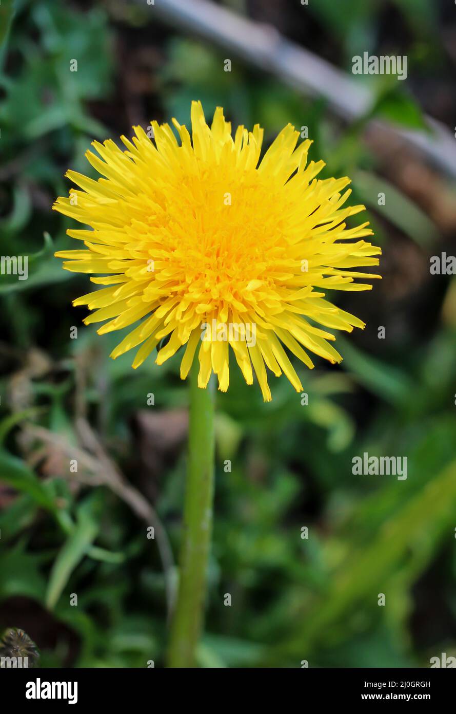Close up of an ordinary dandelion. This later becomes a dandelion with ...