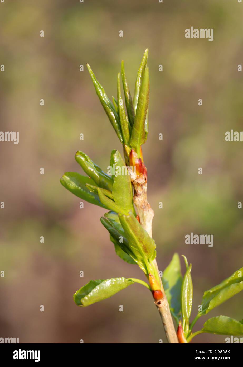 The first young, fresh shoots on the trees in spring come with all the ...