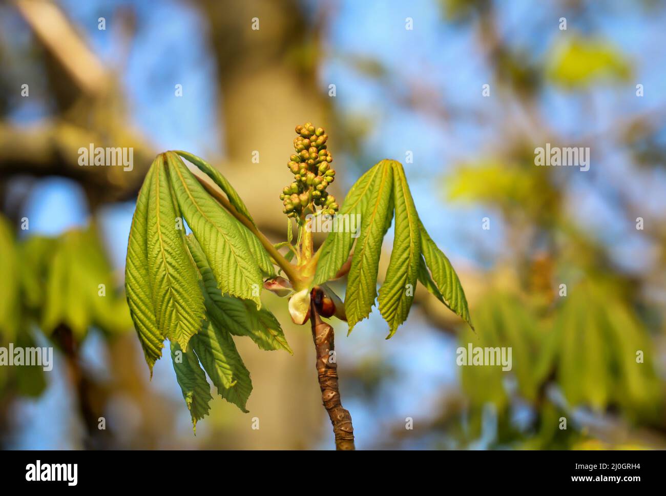 New shoots spring beauty in nature hi-res stock photography and images ...