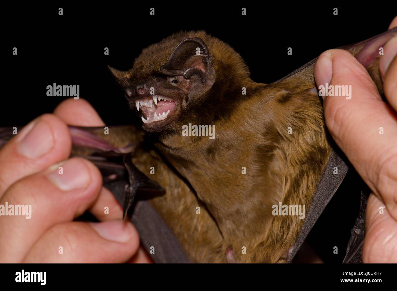 Greater noctule bat Nyctalus lasiopterus captured for study. San ...