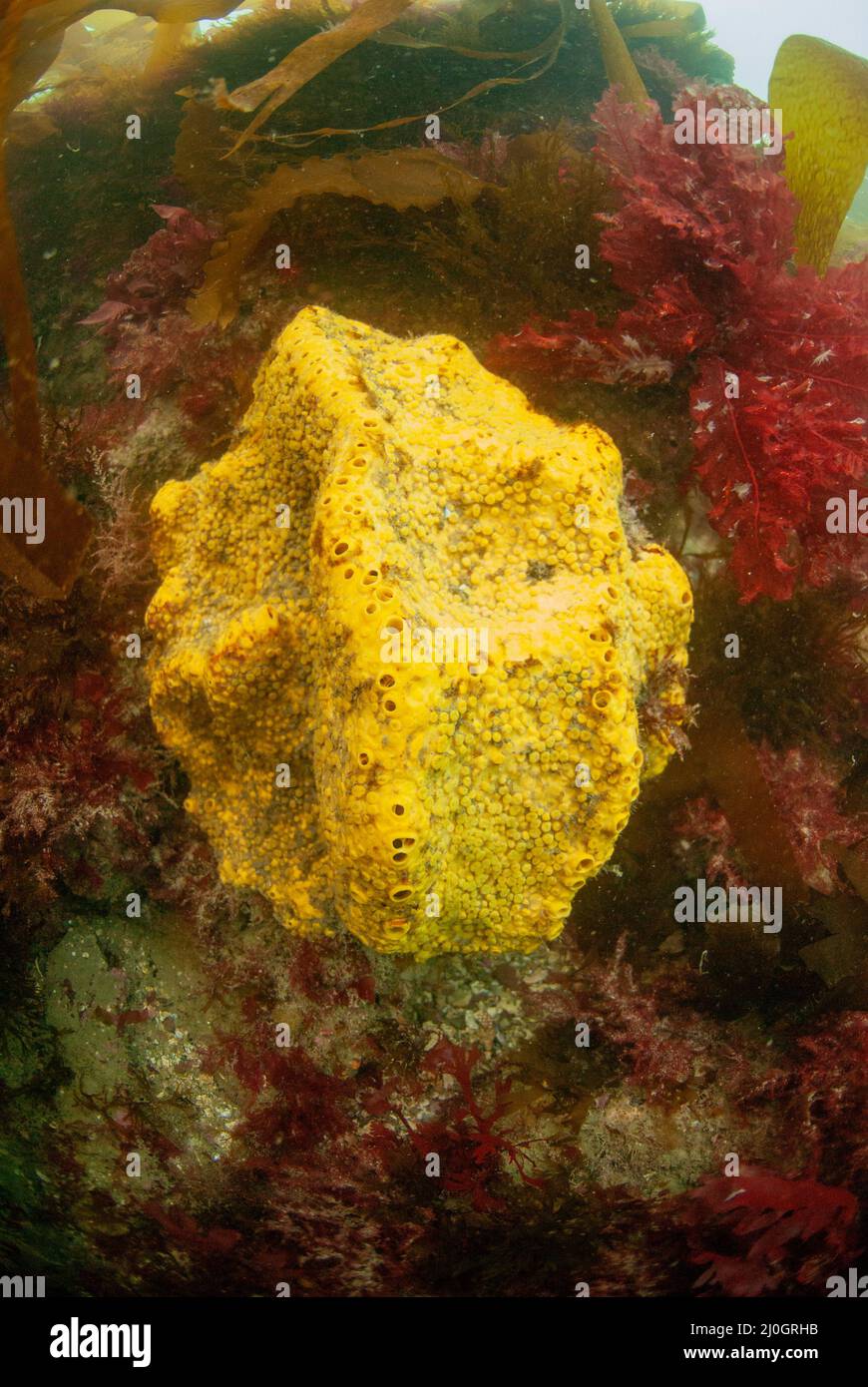 Boring sponge (Cliona celata) St Brides Haven, Pembrokeshire, Wales, UK ...