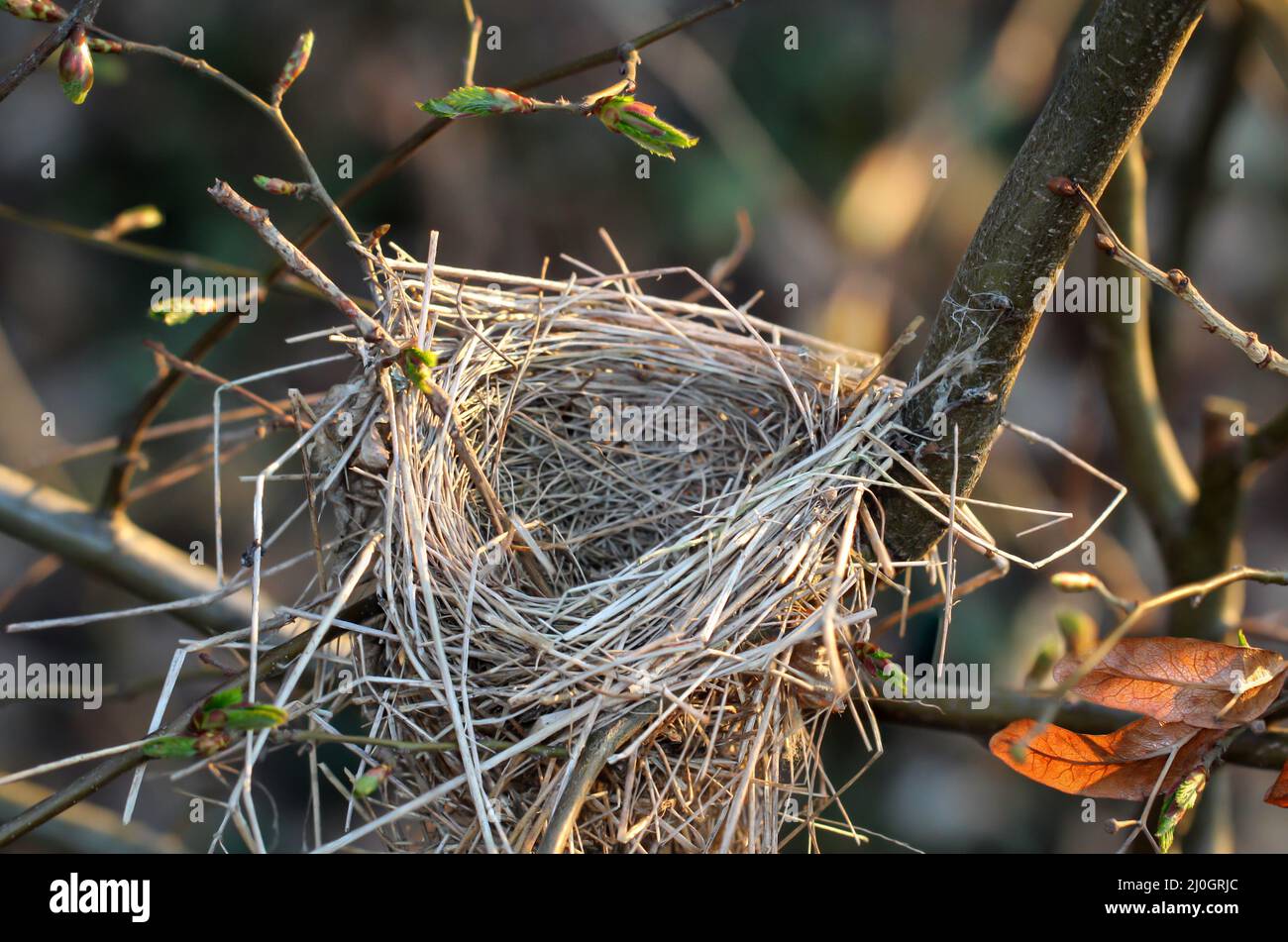 An empty songbird nest in the branches of a bush Stock Photo - Alamy