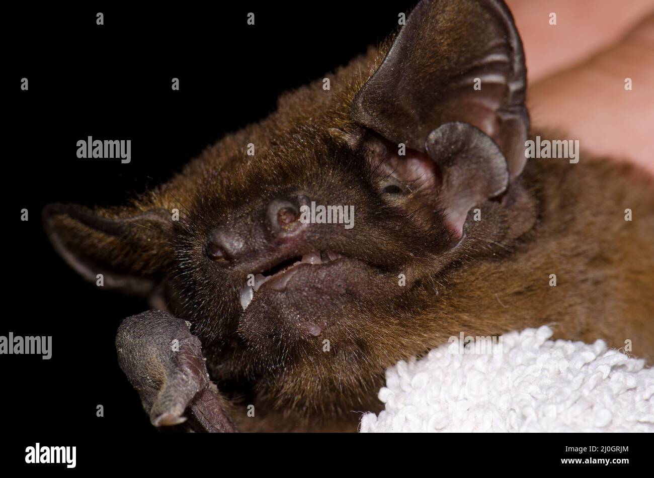 Head of greater noctule bat Nyctalus lasiopterus captured for study ...
