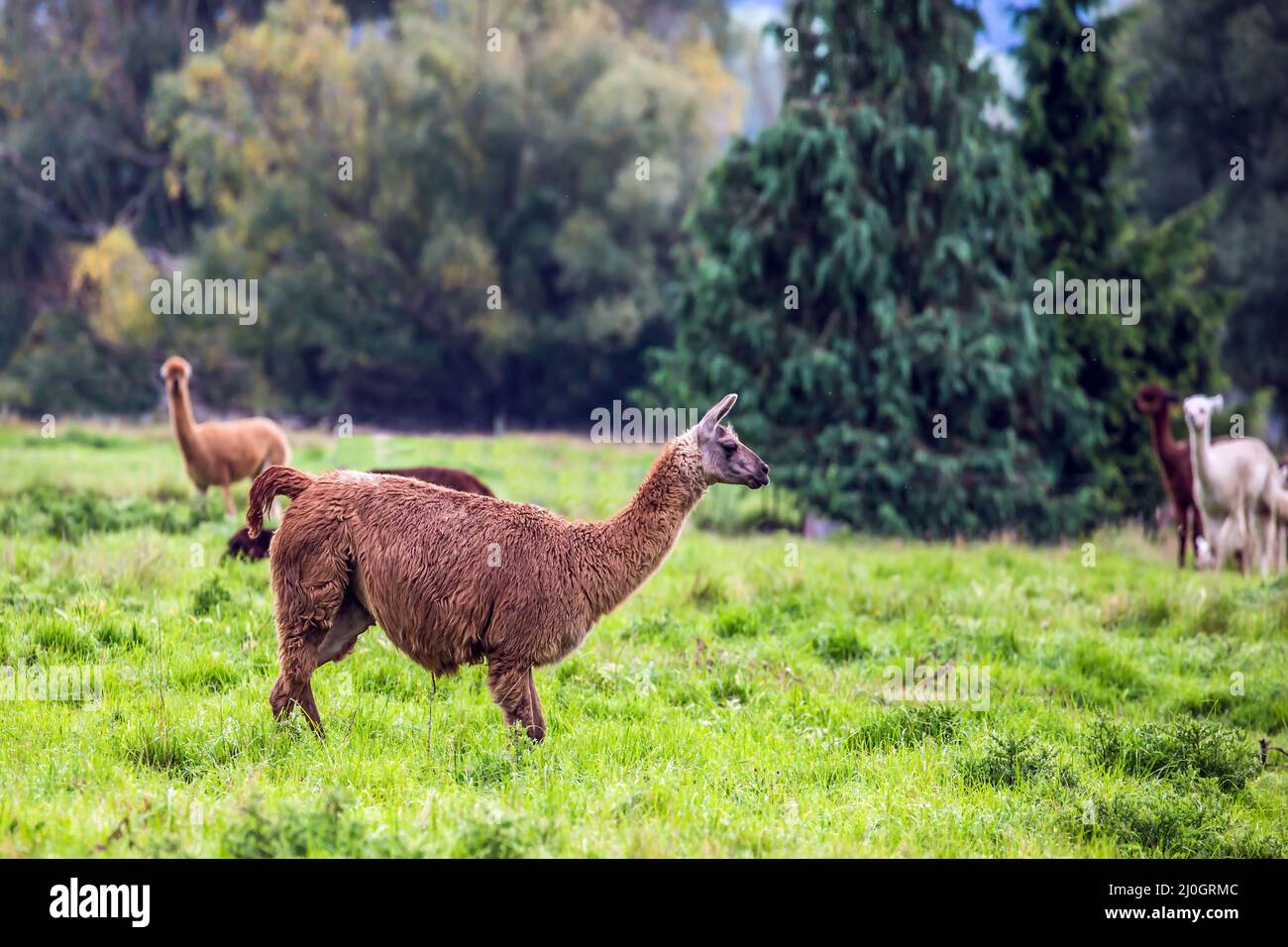 Lamas wool hi-res stock photography and images - Alamy