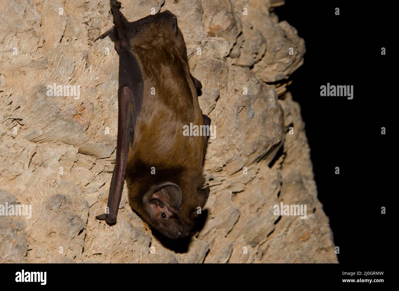 Greater noctule bat Nyctalus lasiopterus. San Bartolome de Tirajana ...