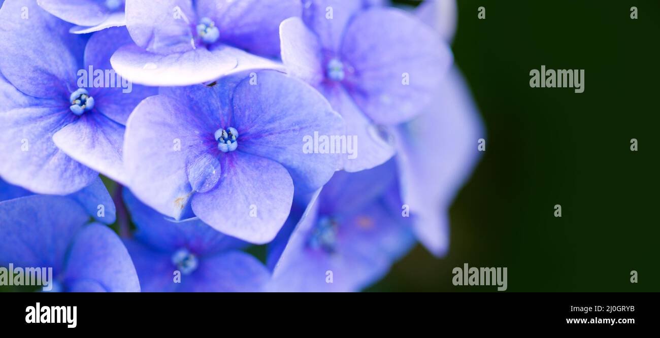 Blue hydrangea flowers growing in the garden Stock Photo - Alamy