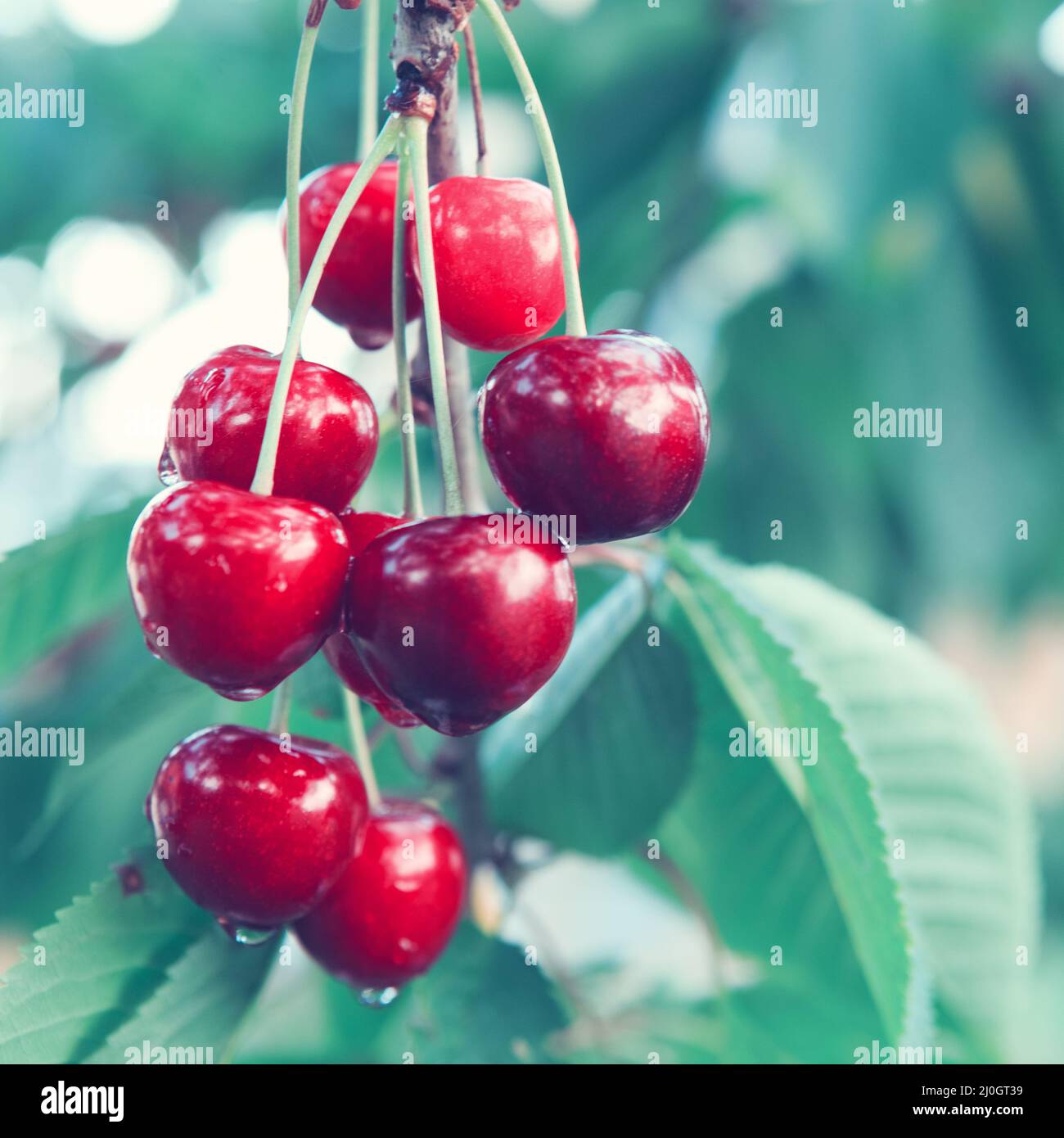 Cherries hanging on a cherry tree branch in garden Stock Photo - Alamy