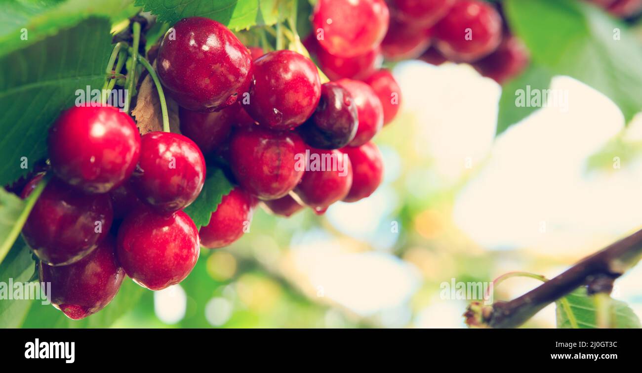 Hanging cherry tree hi-res stock photography and images - Alamy