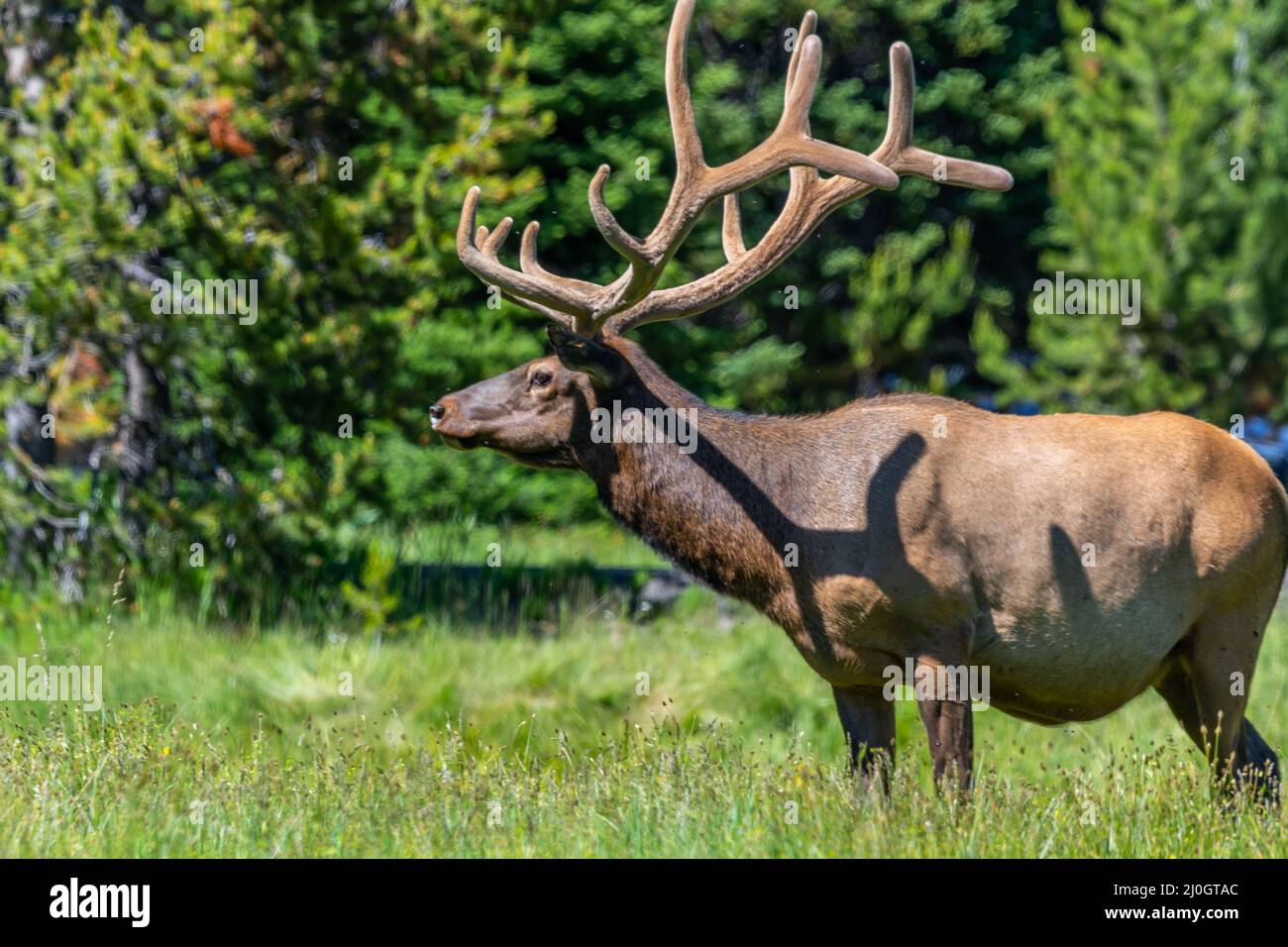 Large bull elk hi-res stock photography and images - Alamy