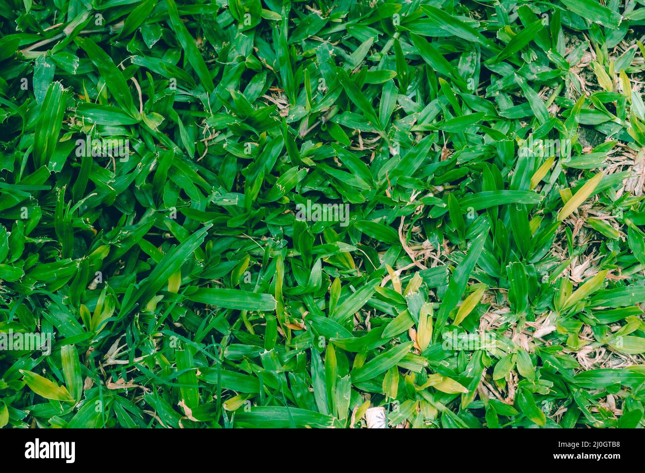 textured abstract green background of grass on the street with copy ...