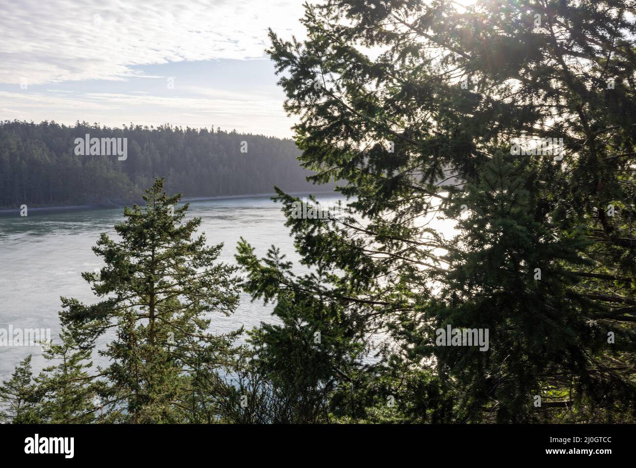 view of ocean inlet through pine forests on cliffsides Stock Photo - Alamy