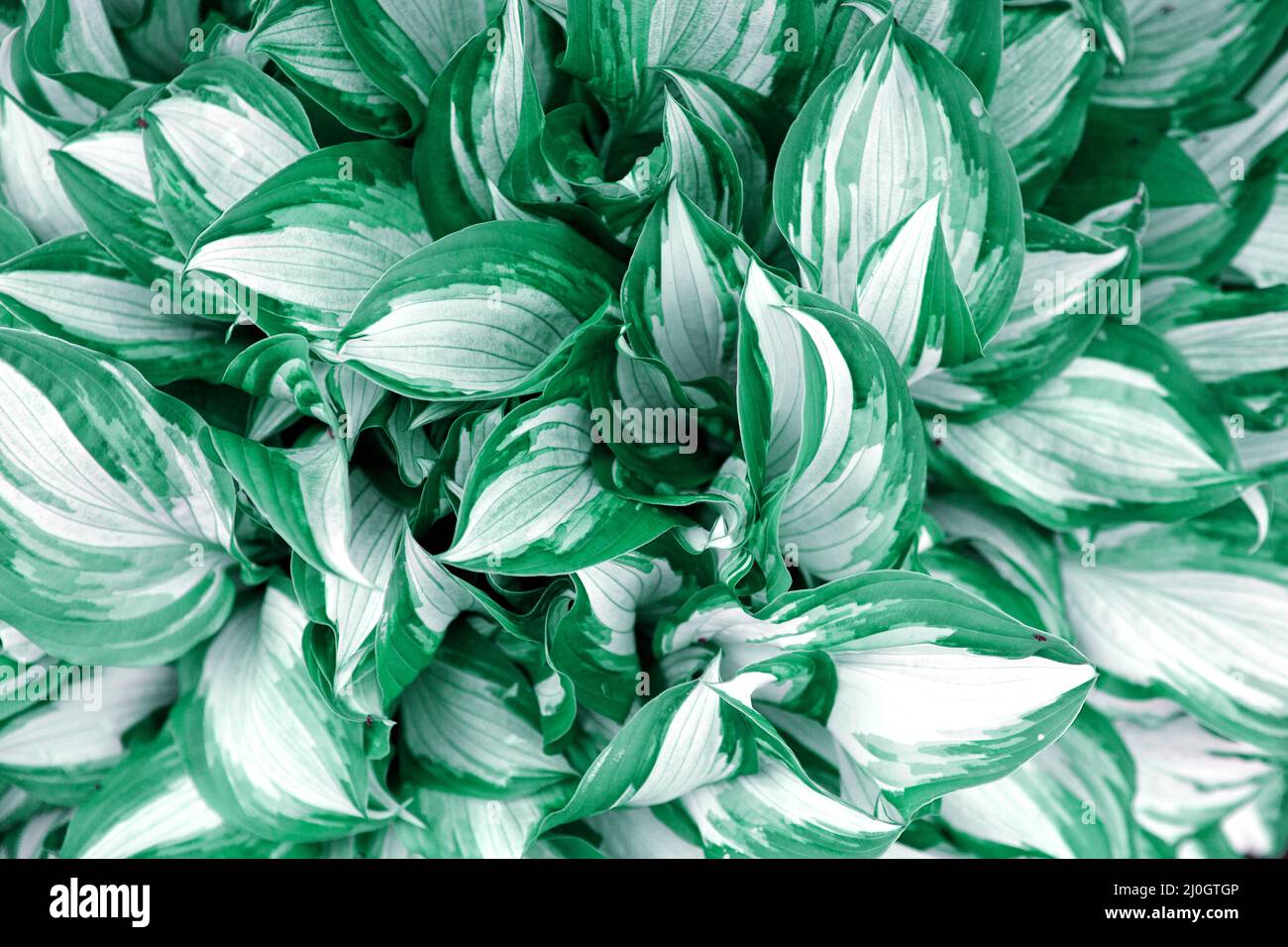 Green white leaves texture. Leaf texture background Stock Photo - Alamy