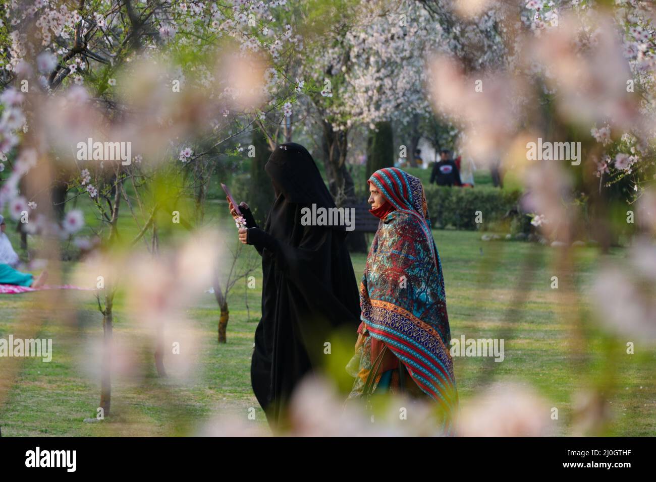 Badam trees hi-res stock photography and images - Alamy