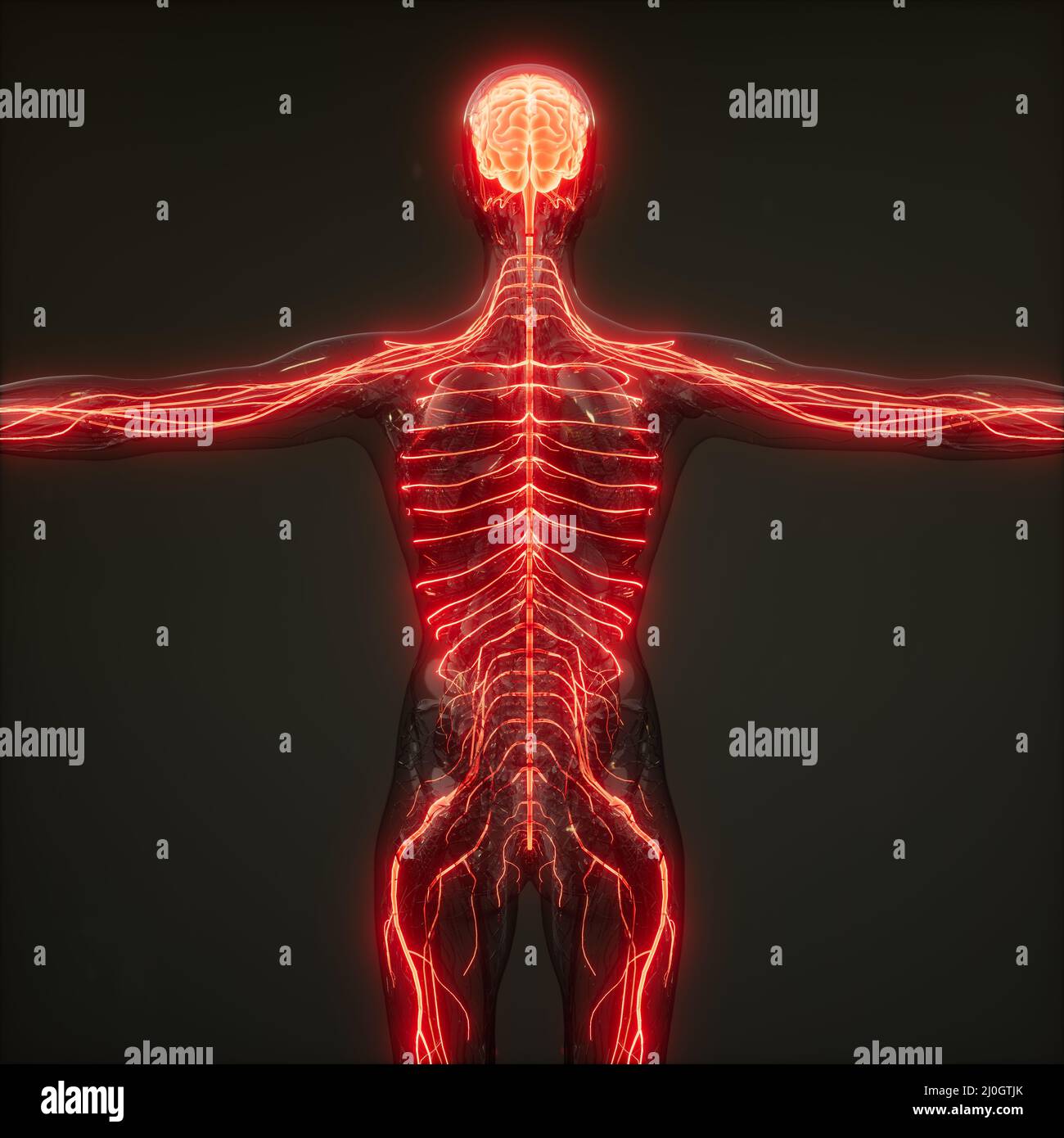 Human Brain Radiology Exam Stock Photo - Alamy