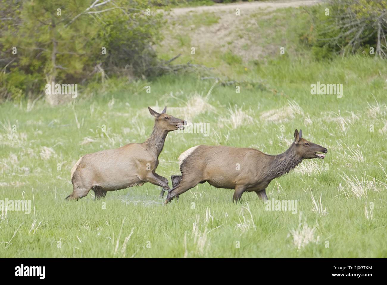 Deer running trees usa hi-res stock photography and images - Alamy
