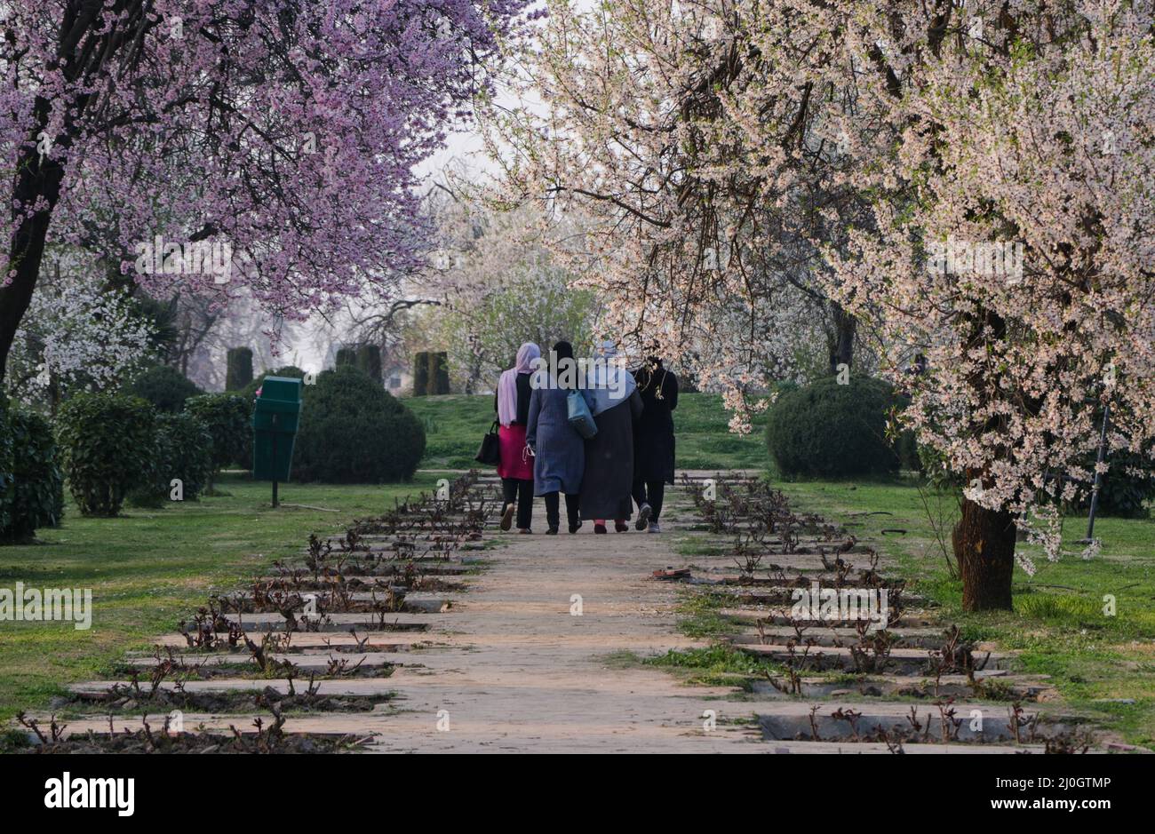 Badam trees hi-res stock photography and images - Alamy