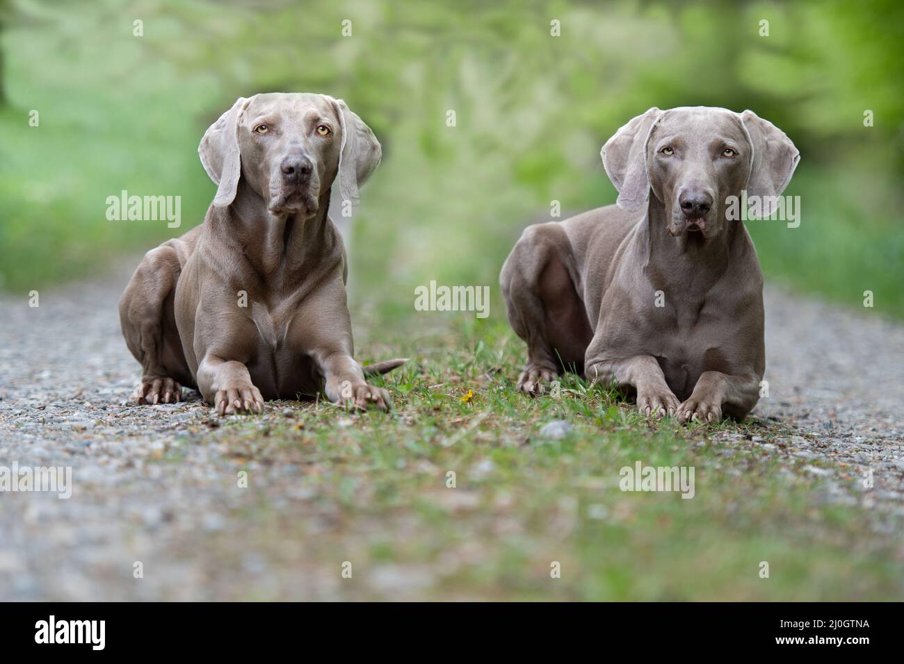 German pointing dogs hi-res stock photography and images - Alamy