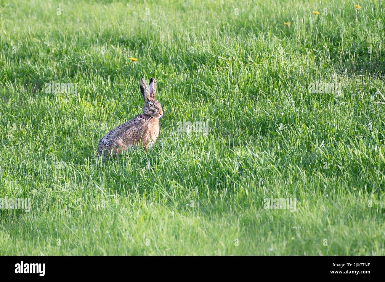 Shy wild animal hi-res stock photography and images - Alamy