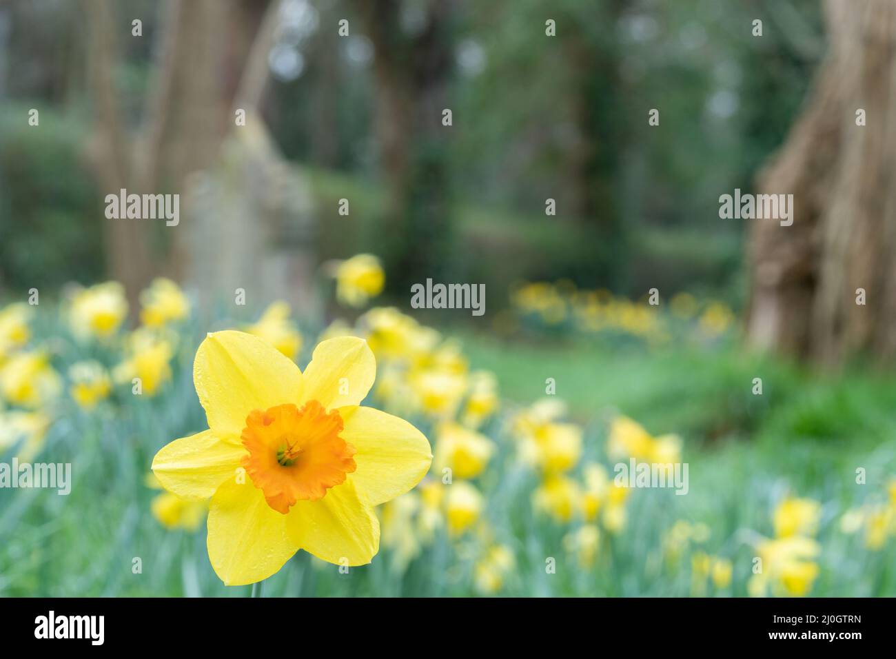 Spring southampton old cemetery hi-res stock photography and images - Alamy