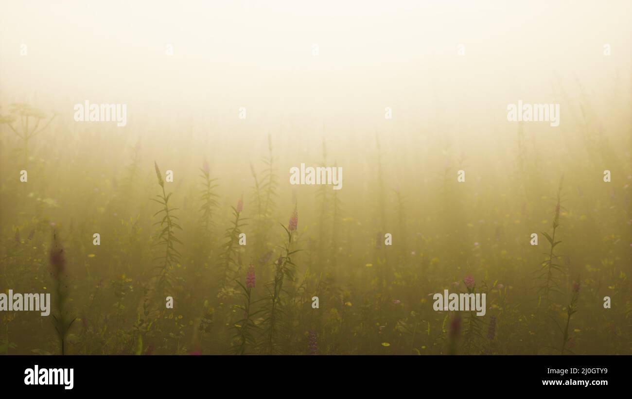 Wild field flowers in deep hi-res stock photography and images - Alamy