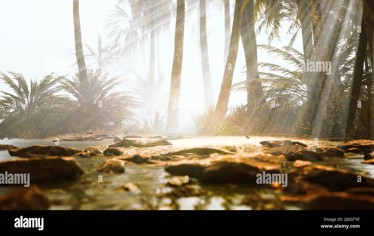 Coconut palms in deep morning fog Stock Photo - Alamy