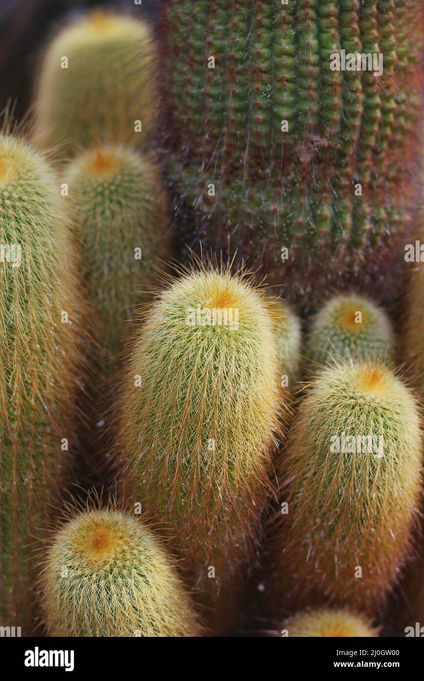 Closeup view of a natural cactus plant growing in he desert garden ...