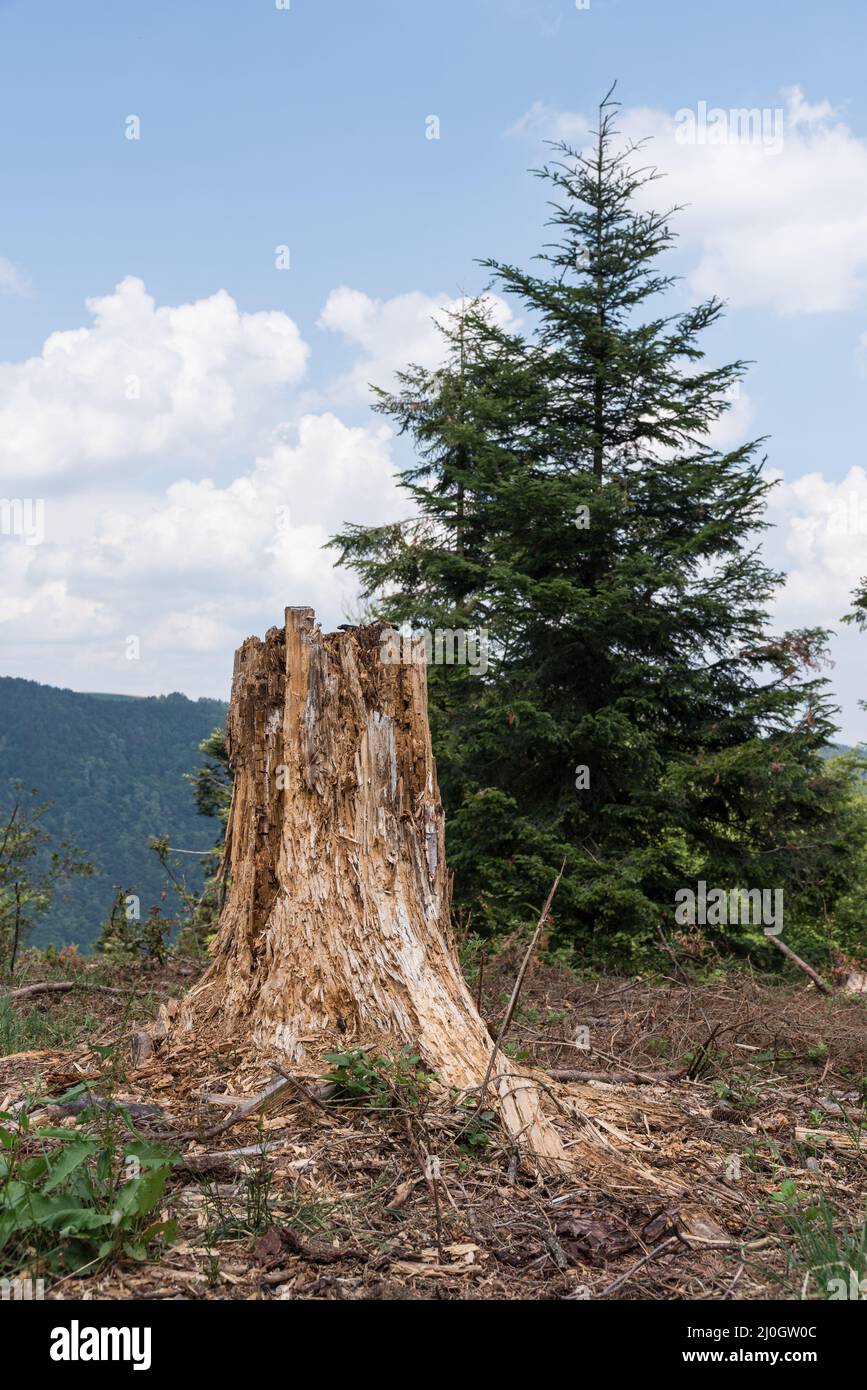 Dead and rotten tree hi-res stock photography and images - Alamy
