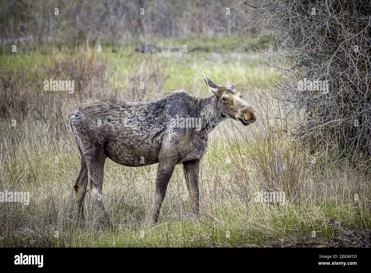 Female moose hi-res stock photography and images - Alamy