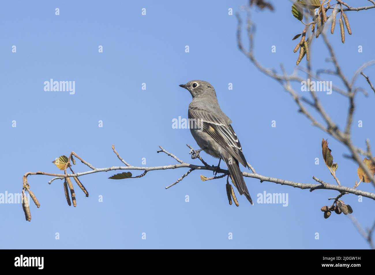 Mockingbird feathers hi-res stock photography and images - Alamy