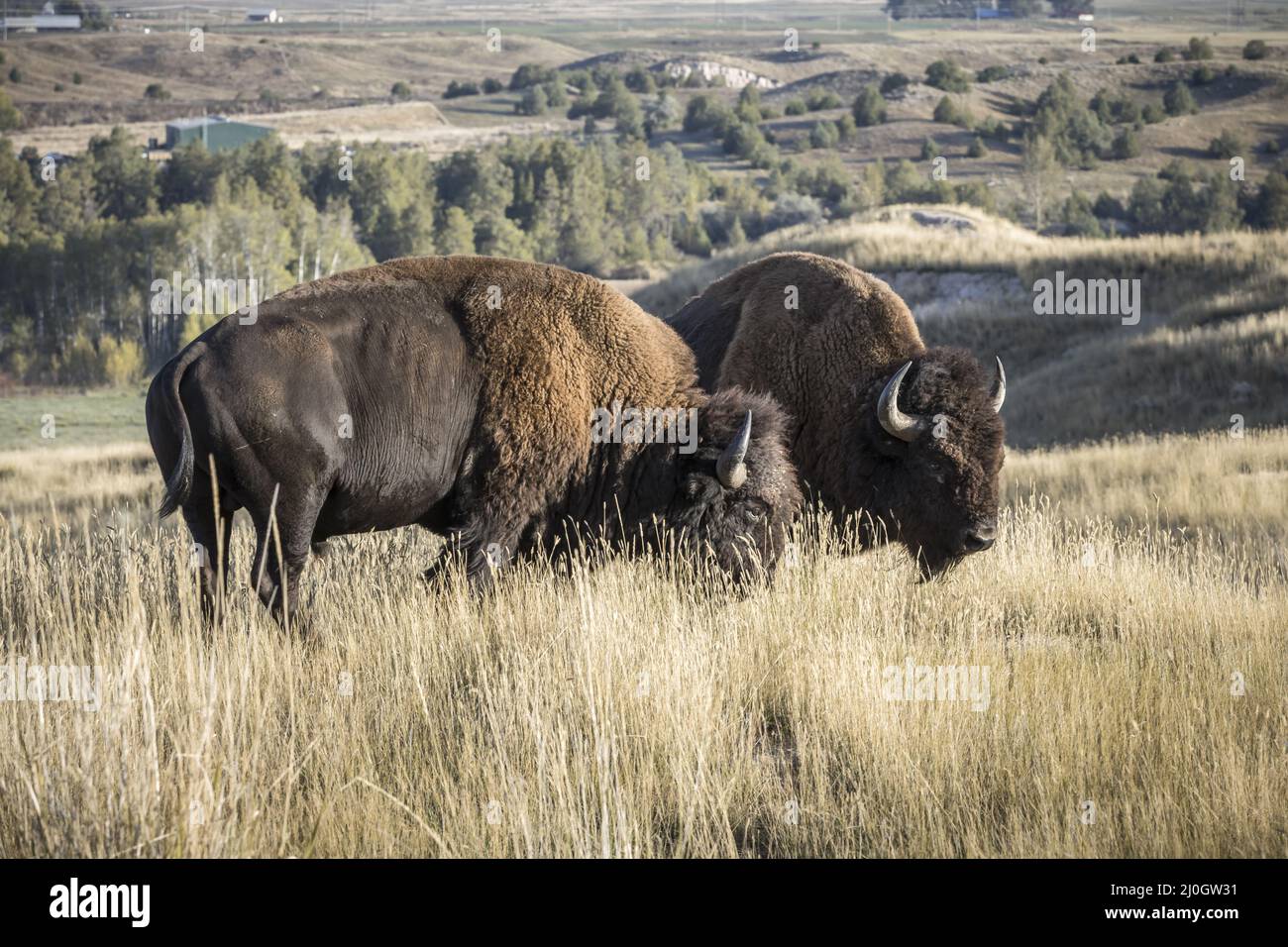 Bison on the national bison range hi-res stock photography and images ...