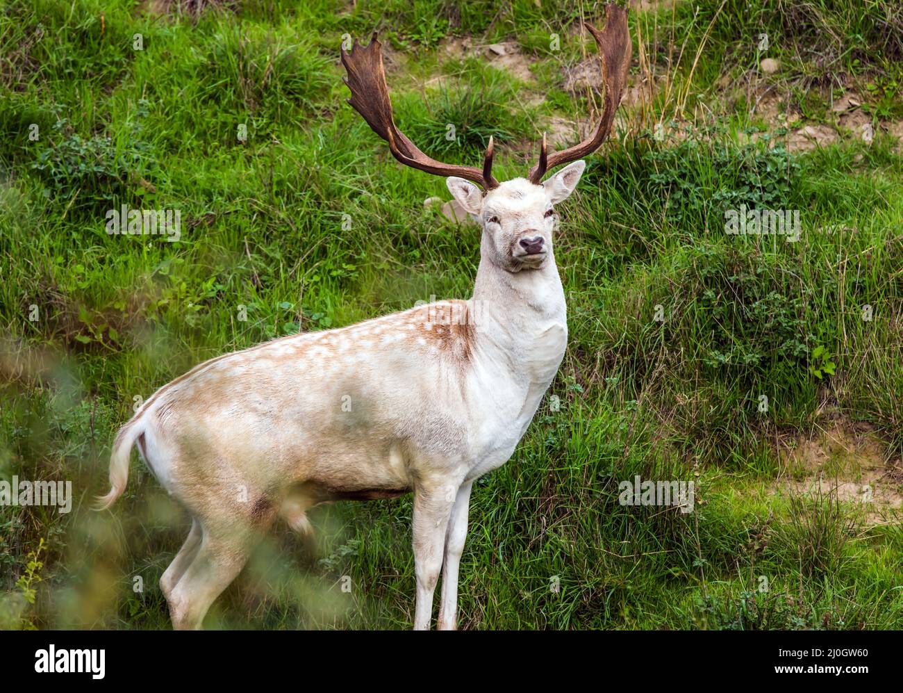 Gorgeous spotted deer Stock Photo - Alamy