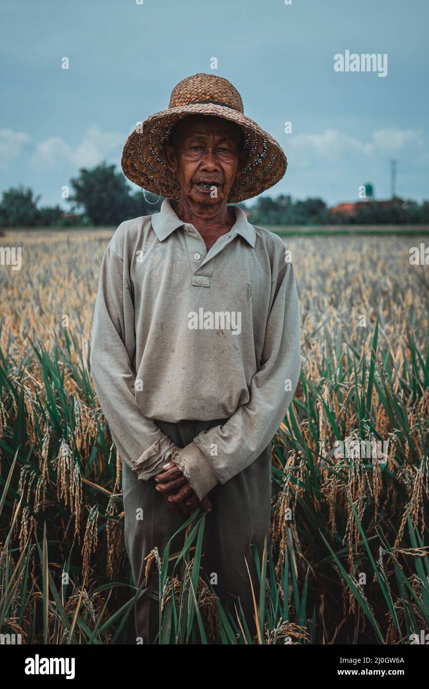 Farmers harvest rice hi-res stock photography and images - Alamy