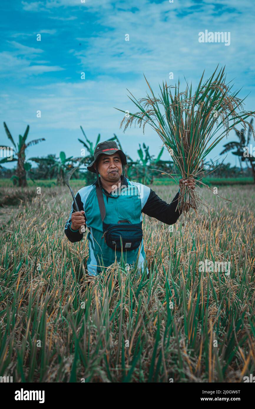 rice milling carried out by farmers in Indonesi Stock Photo - Alamy