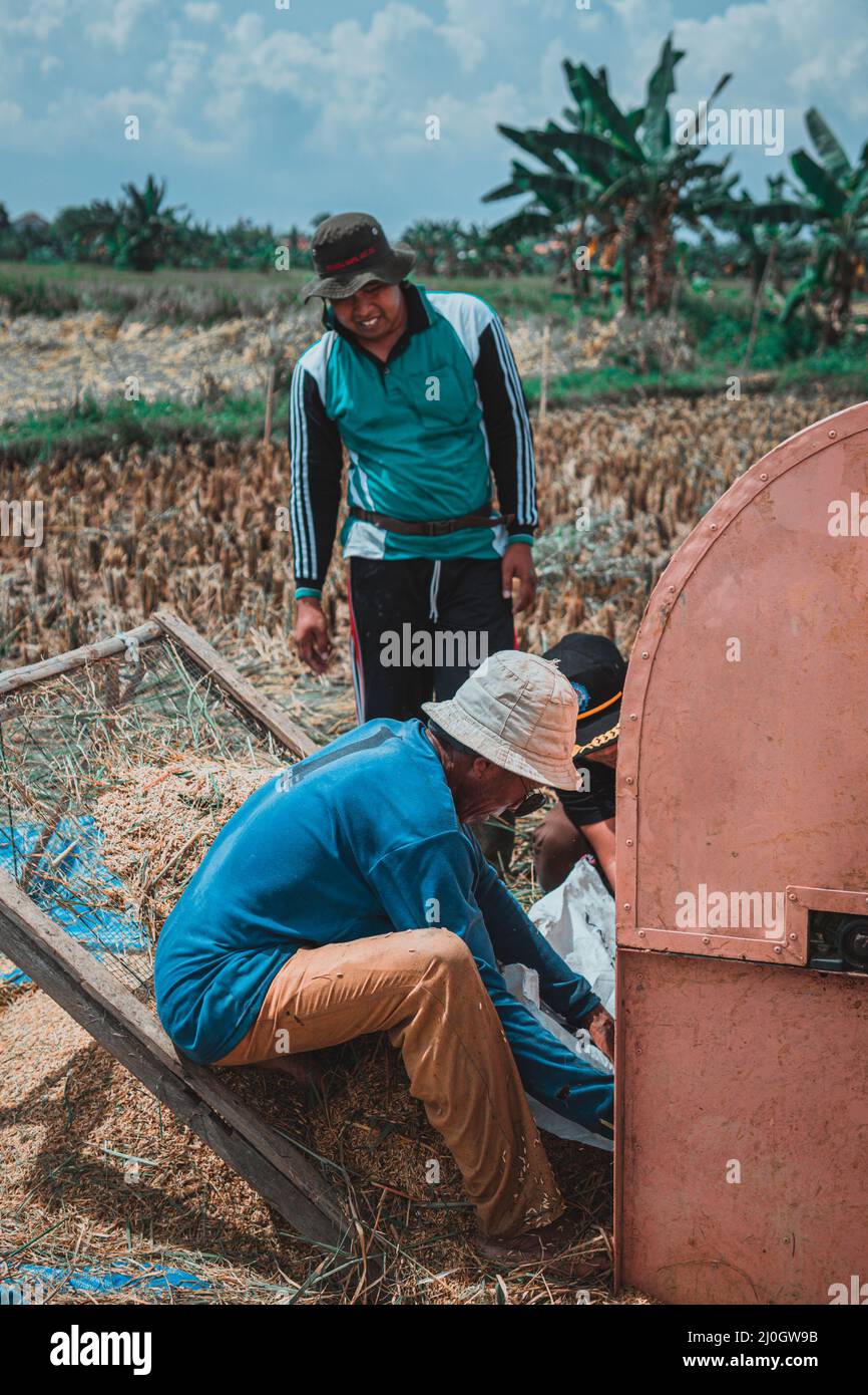 rice milling carried out by farmers in Indonesia Stock Photo - Alamy