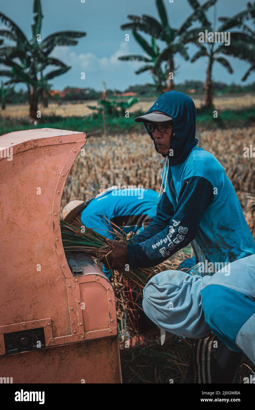 rice milling carried out by farmers in Indonesia Stock Photo - Alamy