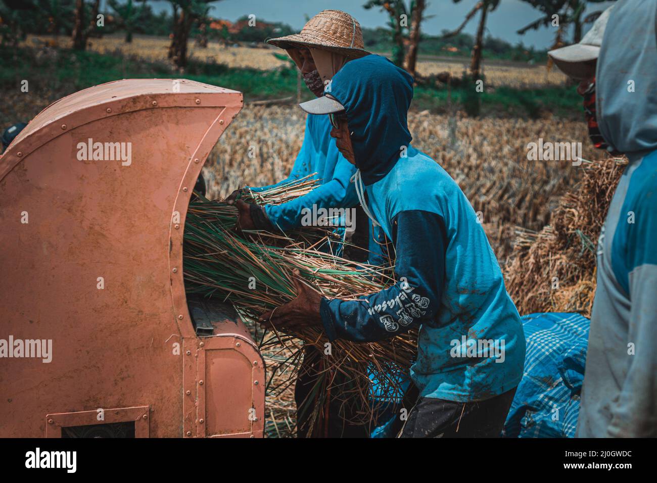 rice milling carried out by farmers in Indonesia Stock Photo - Alamy
