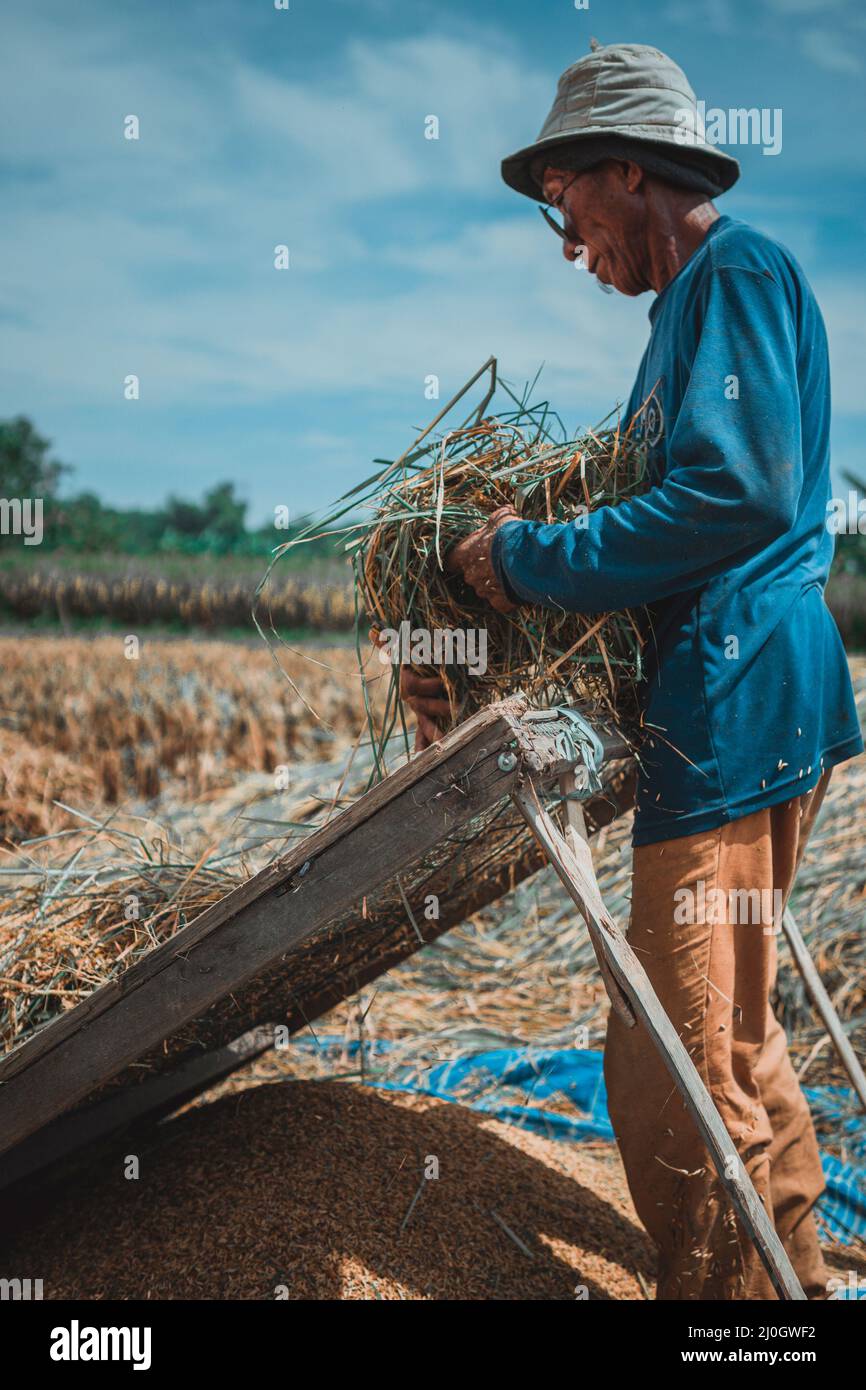 rice milling carried out by farmers in Indonesia Stock Photo - Alamy
