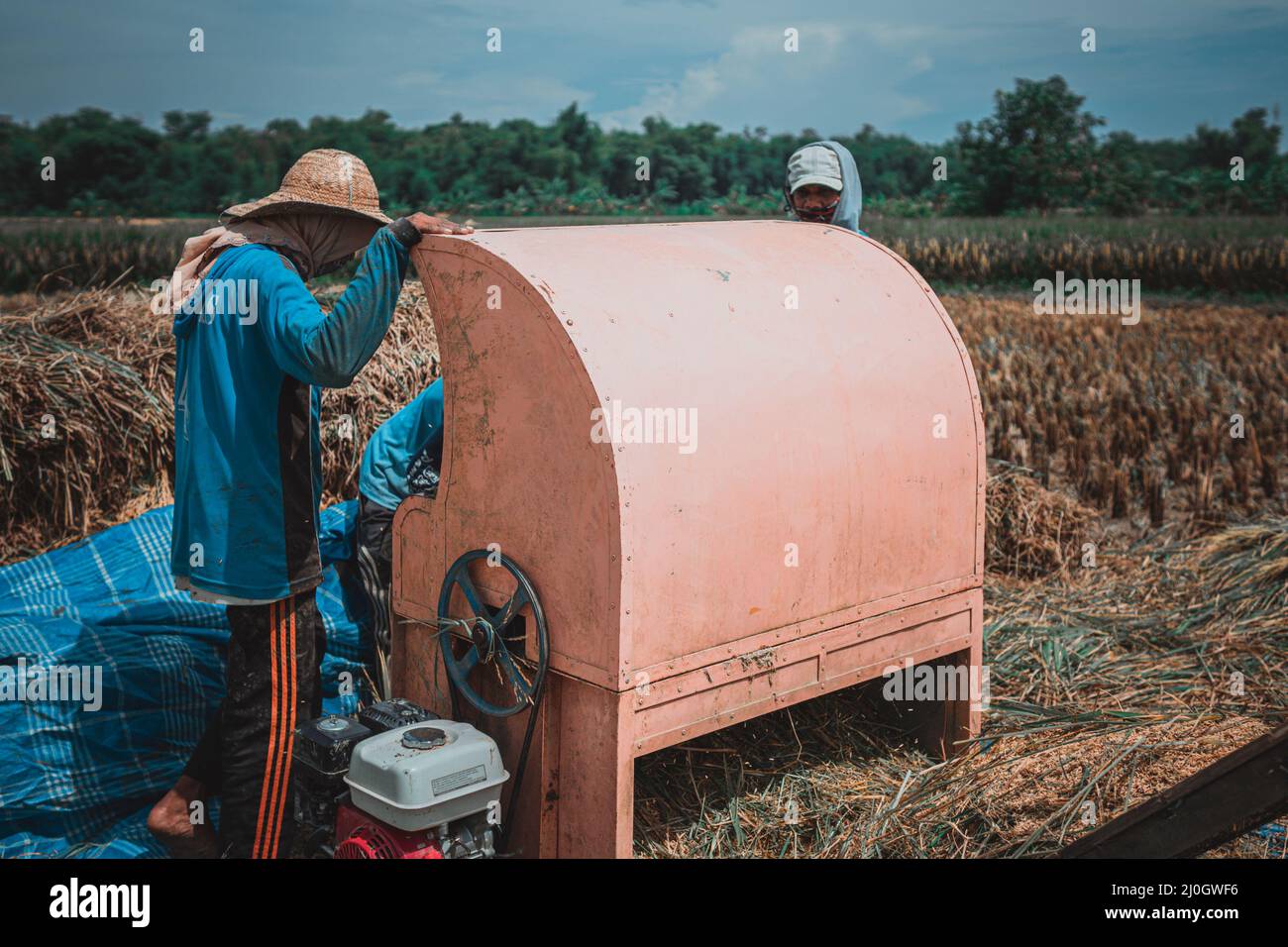 rice milling carried out by farmers in Indonesia Stock Photo - Alamy