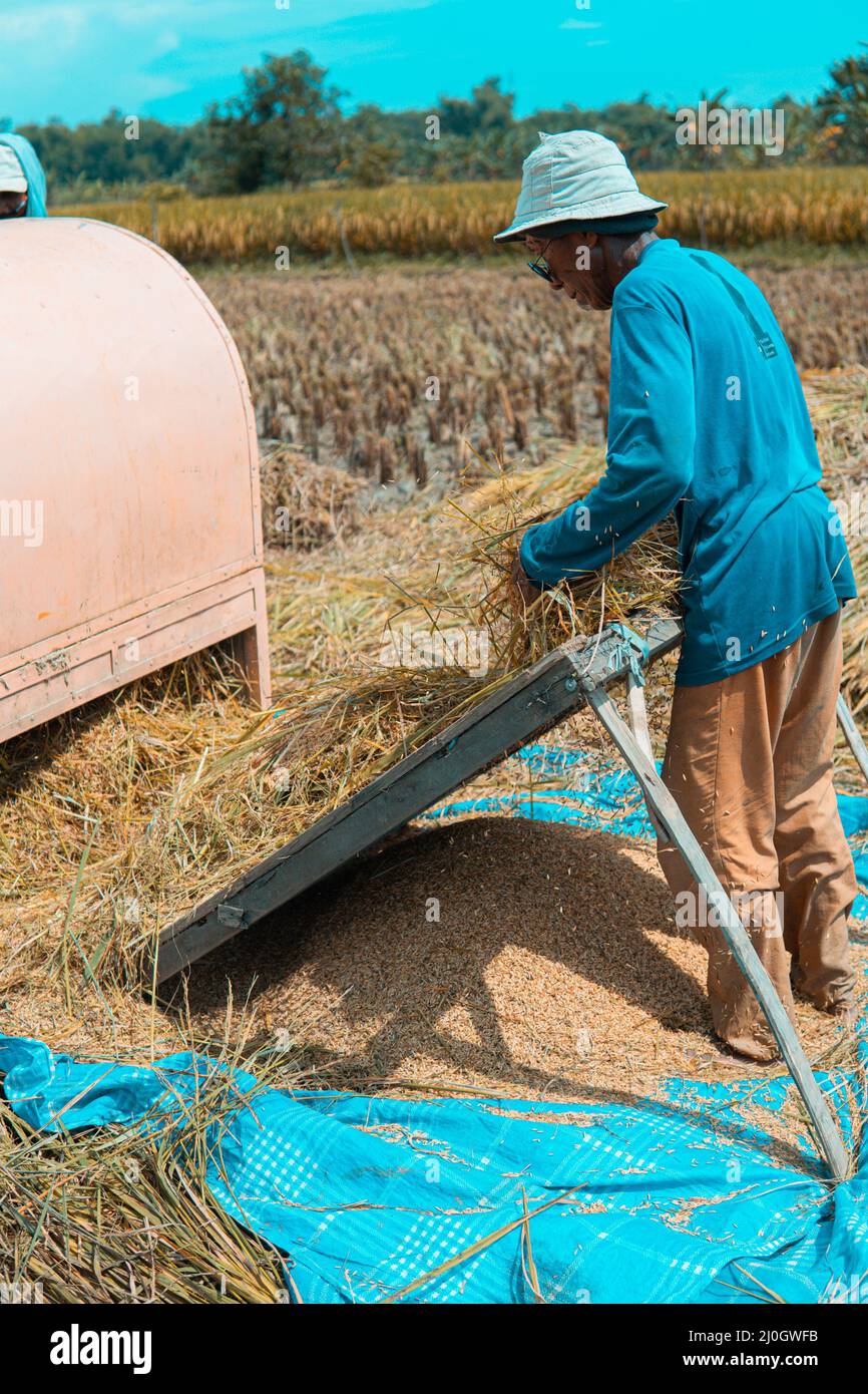 rice milling carried out by farmers in Indonesia Stock Photo - Alamy