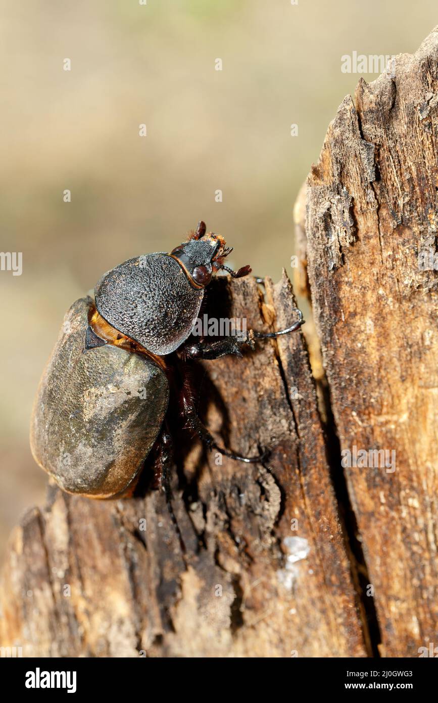 Rhinoceros beetle in Tangkoko rainforest Stock Photo - Alamy