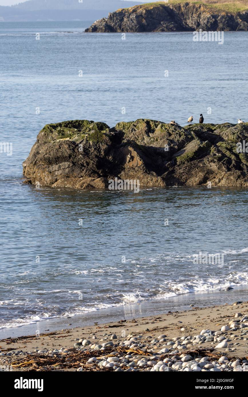 Rough rocks covered in sea birds on pacific northwest coast Stock Photo ...